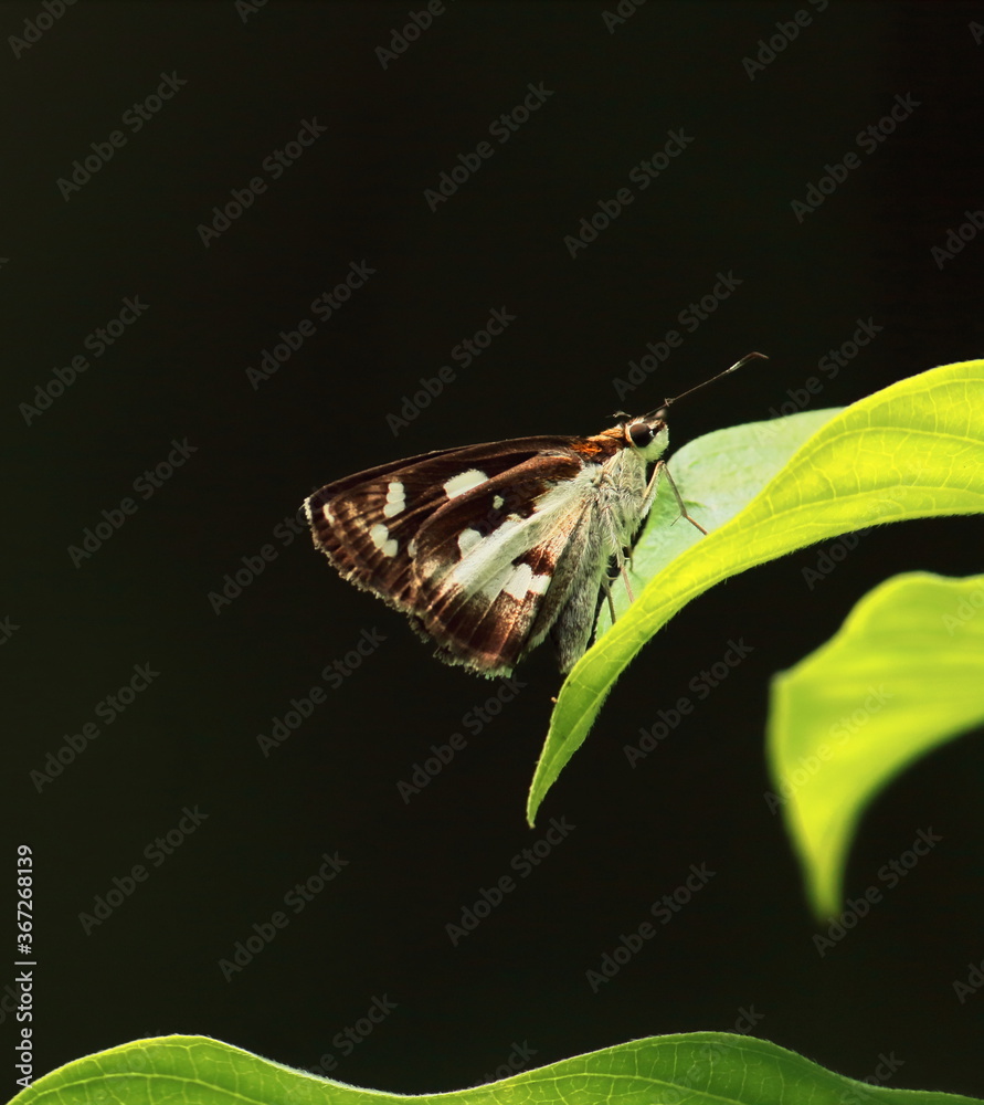 grass demon butterfly (udaspes folus) on a leaf, countryside of west ...