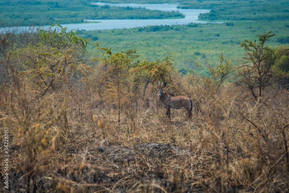 Roan antelope in Akagera National Park, Rwanda Stock Photo | Adobe Stock