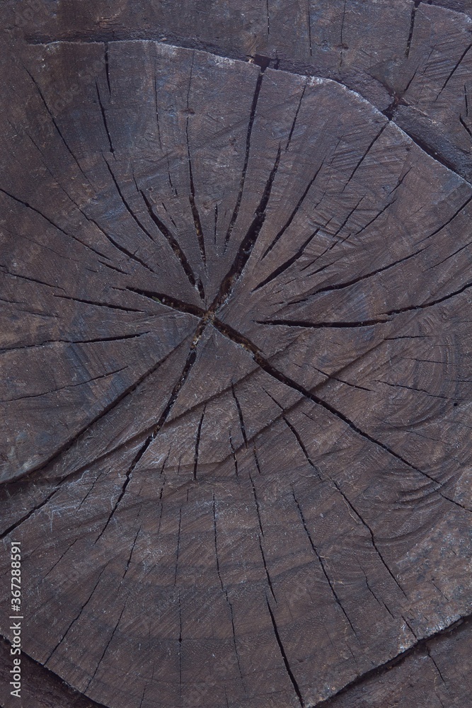 Cross-section of the trunk with tree rings. Tree growth rings. Wood ...