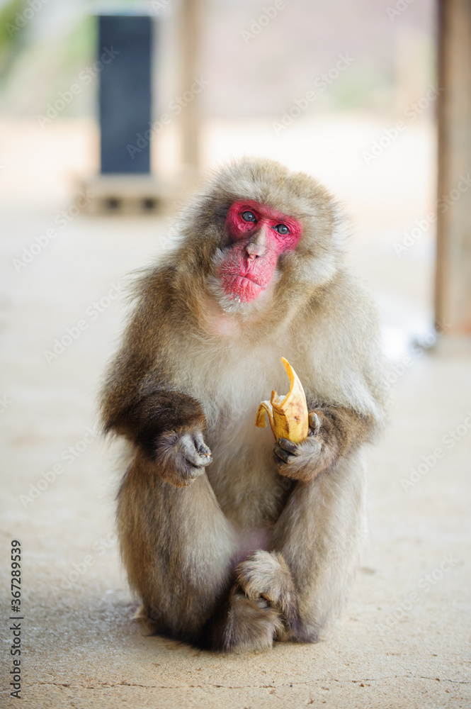 Japanese Macaque Diet