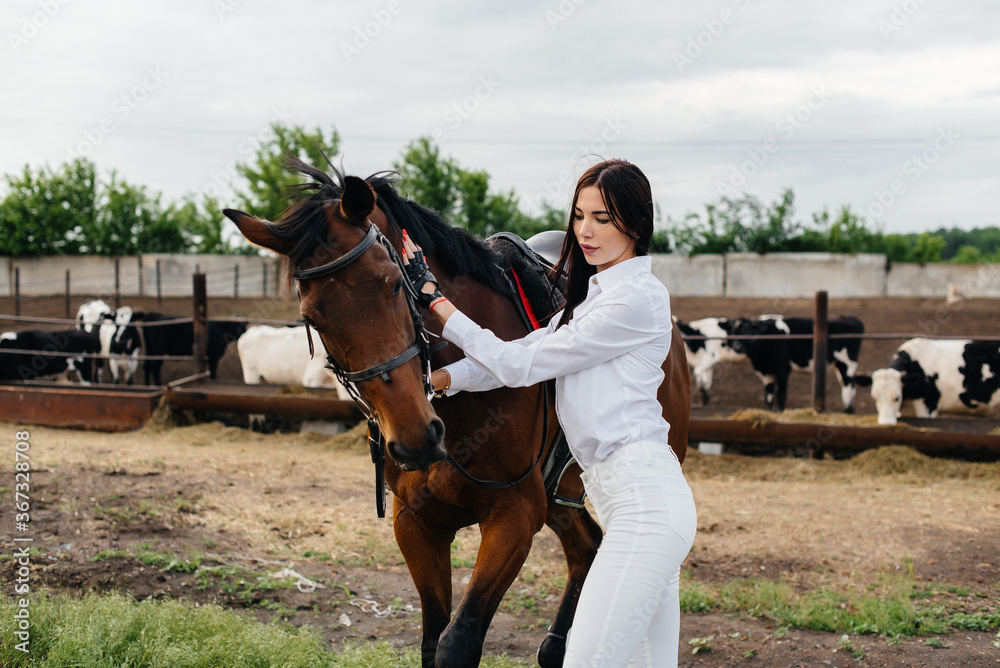 A young pretty girl rider poses near a thoroughbred stallion on a ranch ...