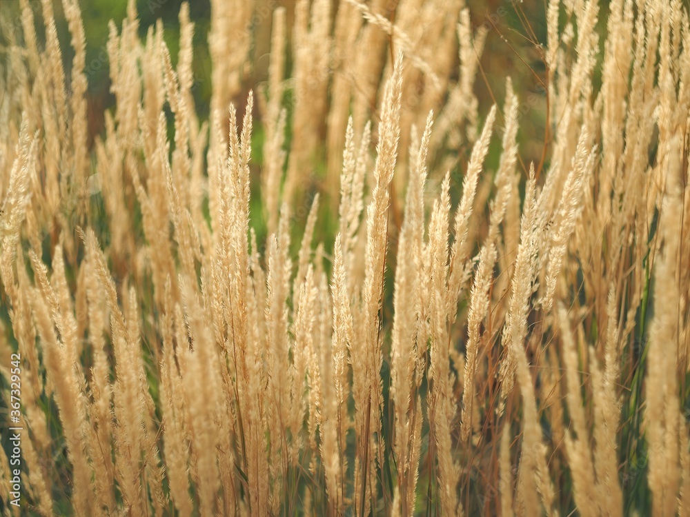 Ornamental grass with selective focus and blurred background. Feather ...