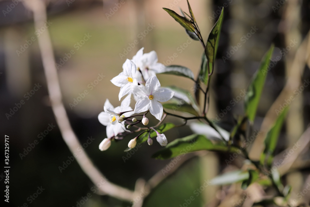 Star Jasmine (Trachelospermum jasminoides) in flower, South Australia ...