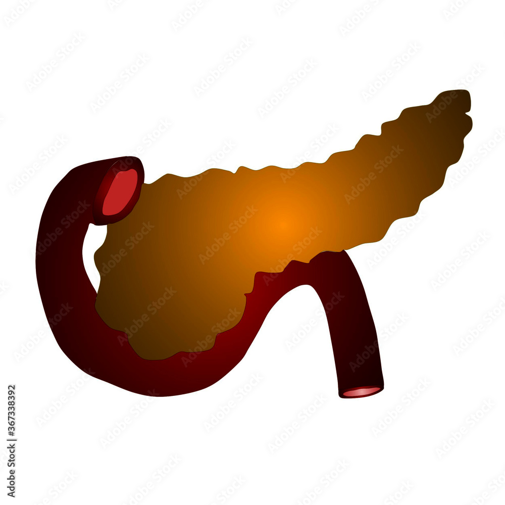 Vector design of pancreas and duodenum sign. Collection of pancreas and ...