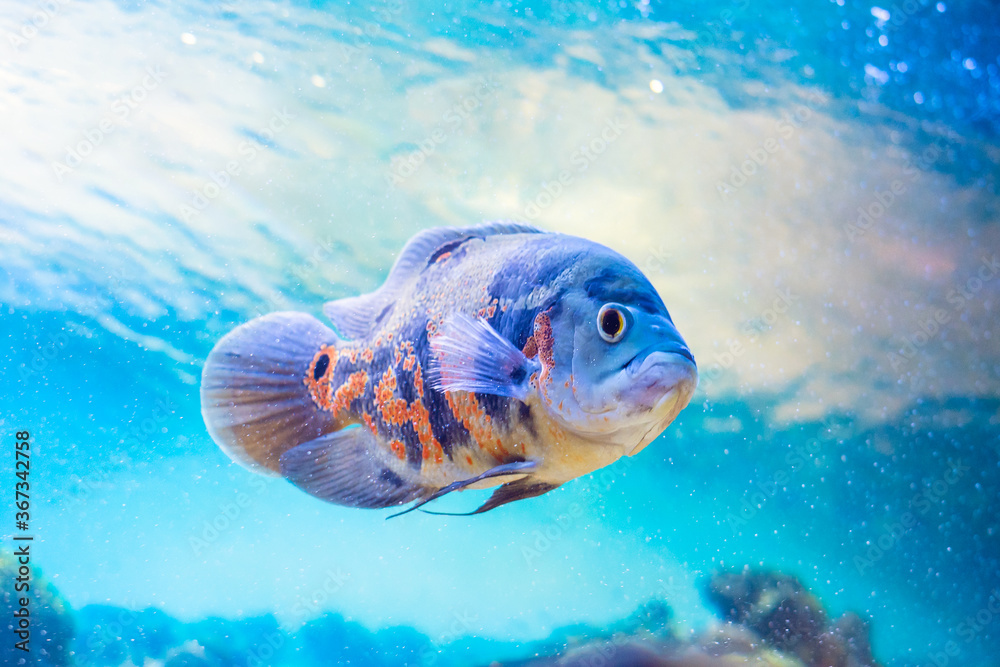 Astronotus ocellatus is a popular aquarium fish in the cichlid family ...