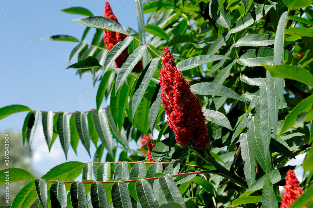 Sumac. Green carved leaves and red velvet buds of sumac tree close-up ...