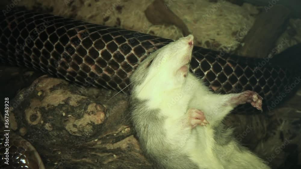 Close up view on a dead rat prey while a snake crawls around it before ...