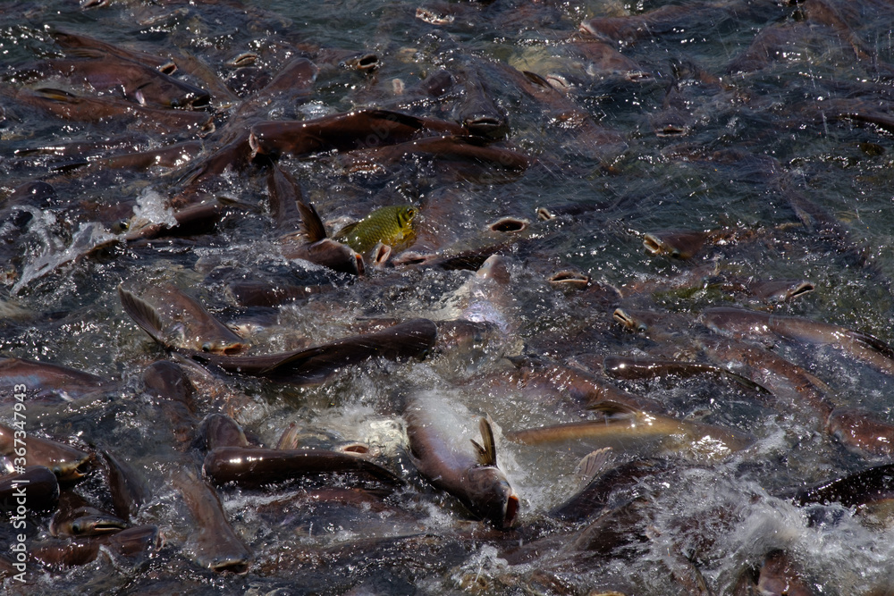 Pangasius fishes in the river. Stock Photo | Adobe Stock