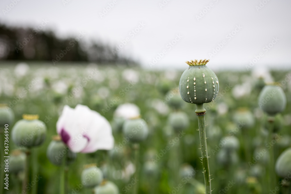 Stockfoto Detail of poppy head with opium latex flowing from immature ...