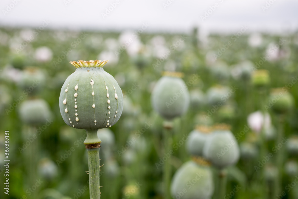 Foto de Detail of poppy head with opium latex flowing from immature ...
