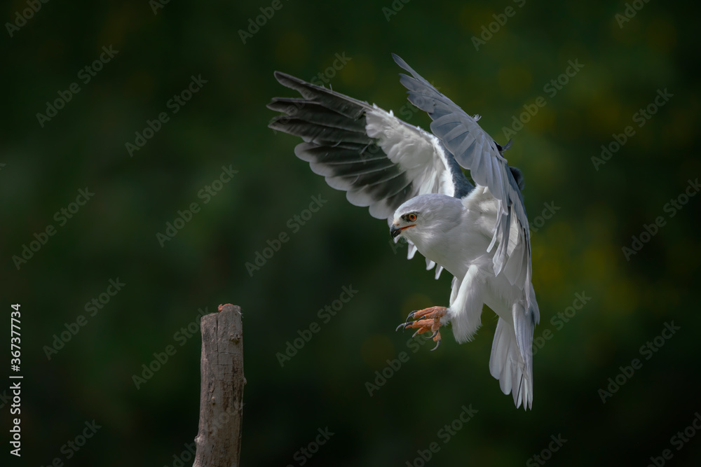 Black-winged kite (Elanus caeruleus) in flight with Wings Spread. Dark ...