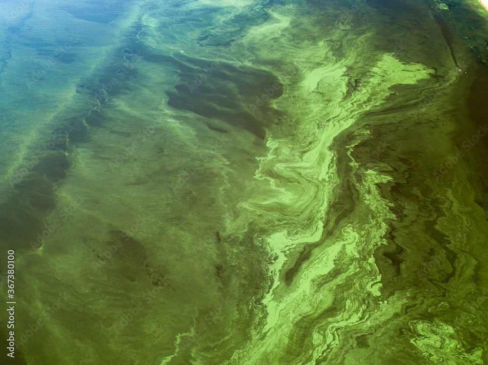 Green water in the Dnieper river on a hot summer day, blooming algae in ...