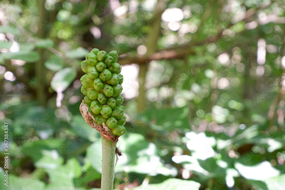Fruto de Enredaderas en el bosque Stock Photo | Adobe Stock