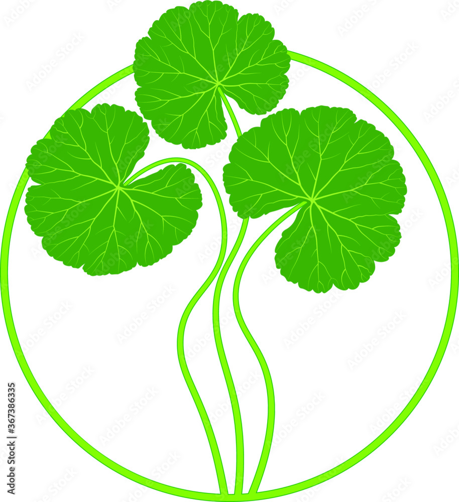 Centella Asiatica or Gotu Kola green leaves in the round frame Stock ...