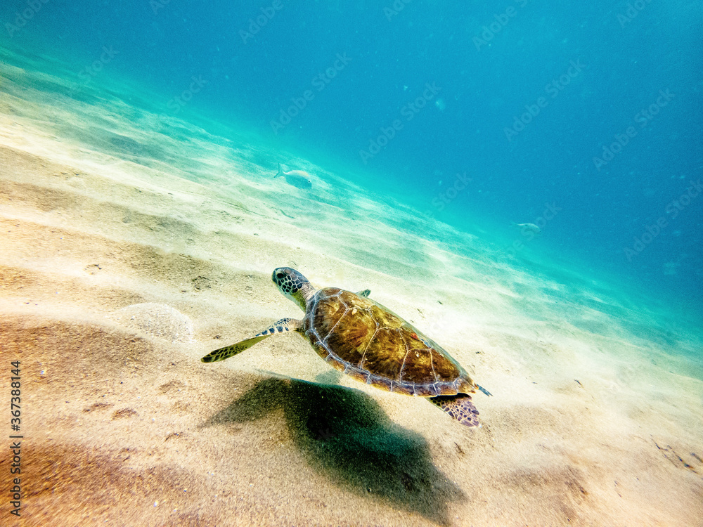 Hawksbill Sea Turtle swimming in ocean with empty space seabed Stock ...