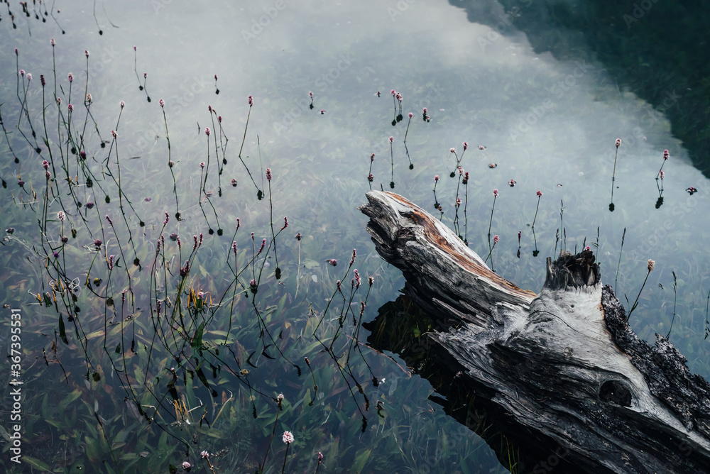 Rotten fallen tree trunk floats in calm water among rich flora ...