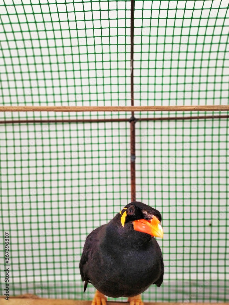A Myna Bird in a cage, This bird can copy the human voice, thats why ...