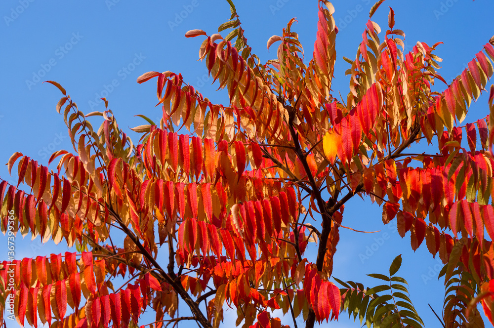 Autumn red and yellow colors of the Rhus typhina, Staghorn sumac ...