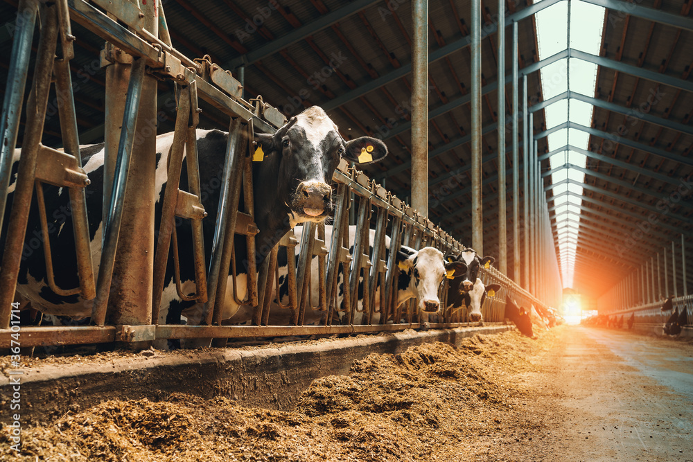 Farm barn or cowshed with milking cows eating hay, dairy farm ...