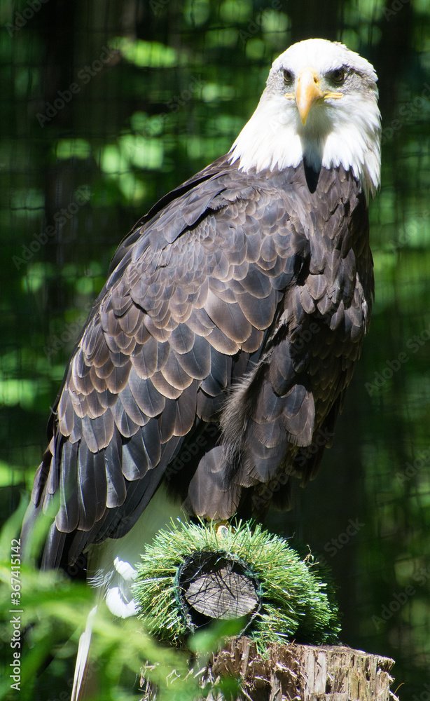 Eagle Species