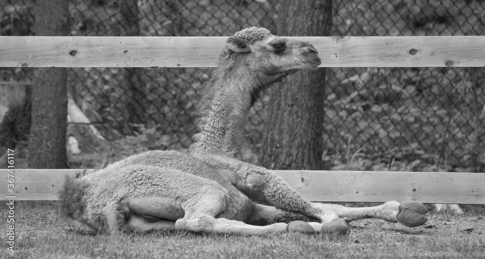 Camel is an ungulate within the genus Camelus, bearing distinctive ...