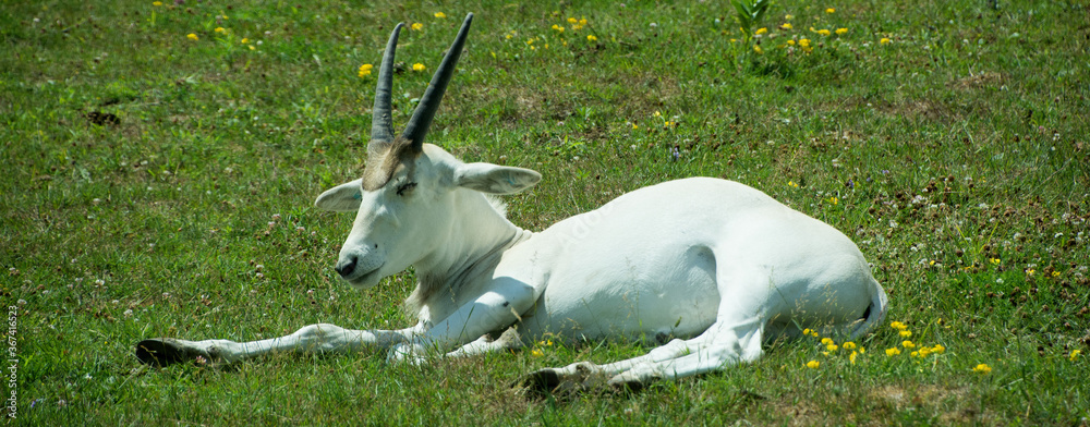 Addax, also known as the white antelope and the screwhorn antelope, is ...