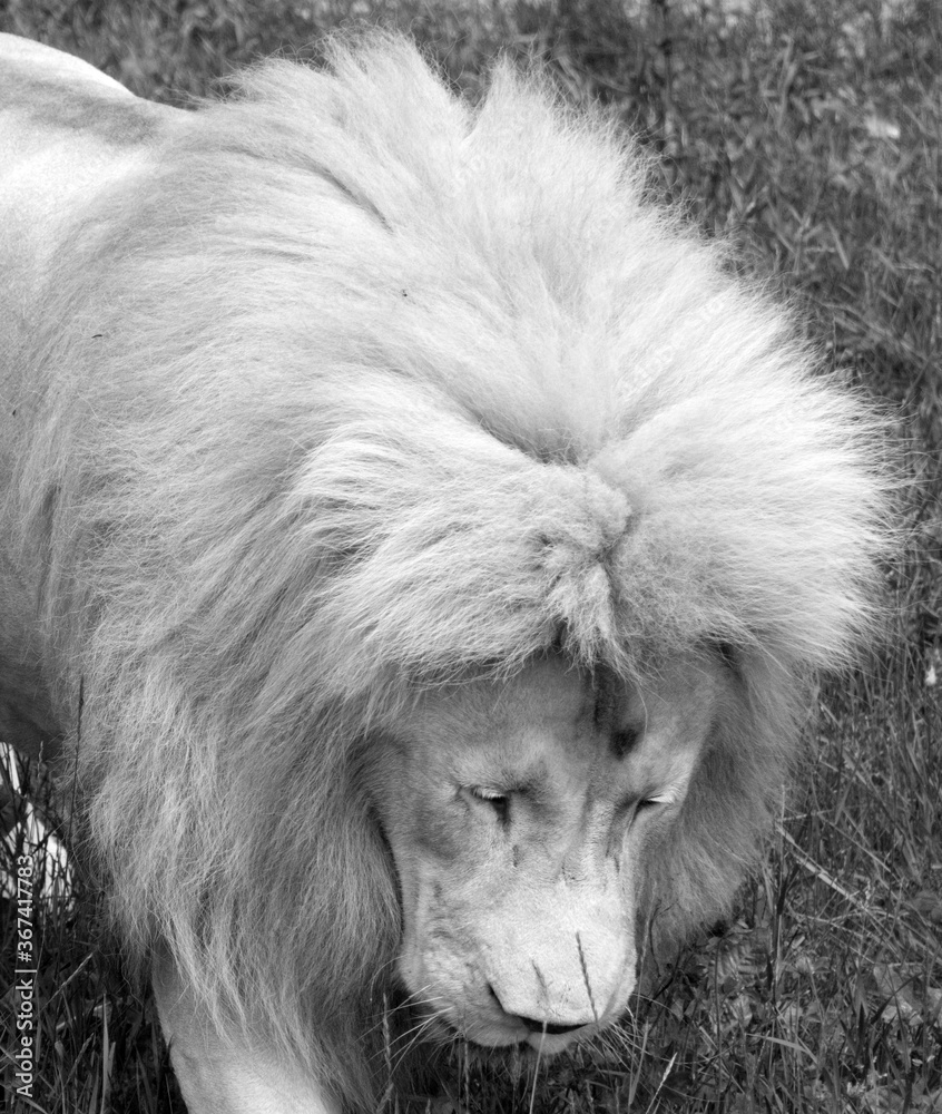 White lion is a rare color mutation of the lion. When the first pride ...