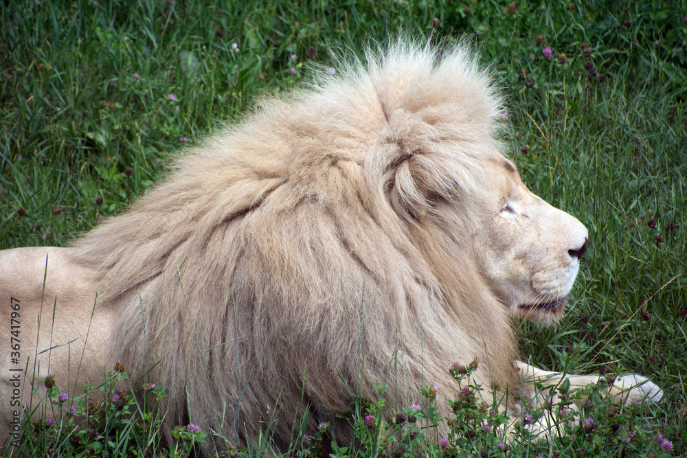 White lion is a rare color mutation of the lion. When the first pride ...