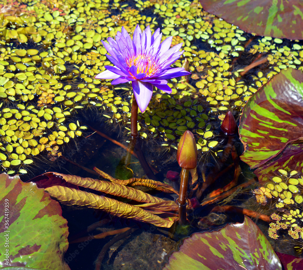 Water lily. Nymphaeaceae is a family of flowering plants. Members of ...