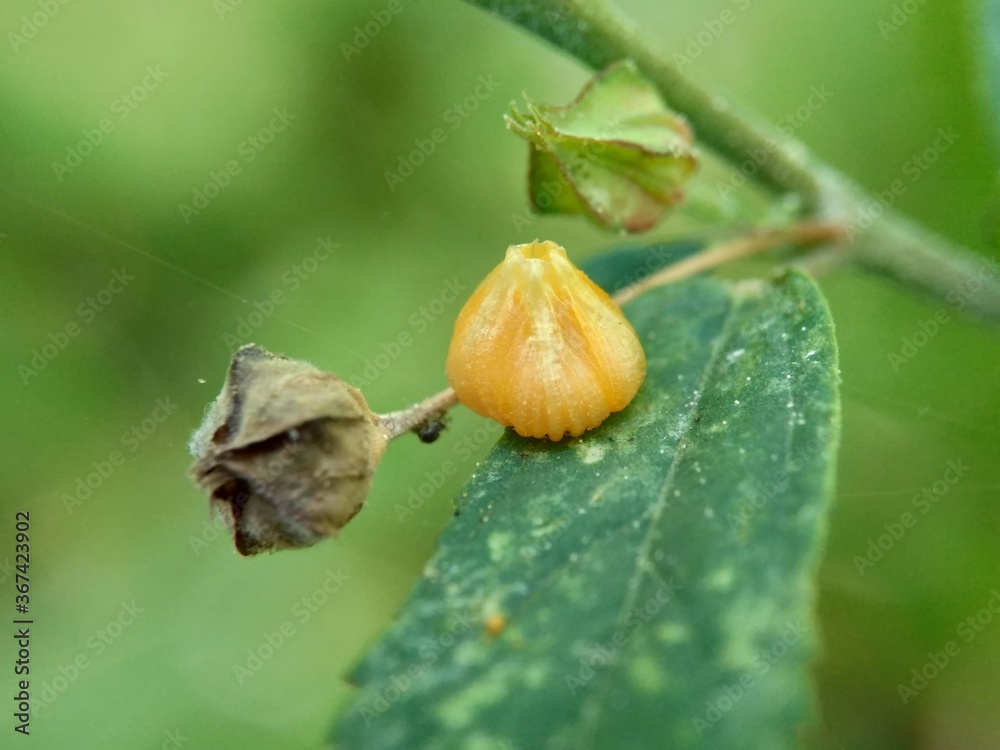 Sida rhombifolia flower (arrowleaf sida, Malva rhombifolia, rhombus ...