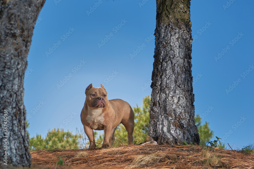 Perro American Bully color cafe al asecho en campo abierto con arboles ...