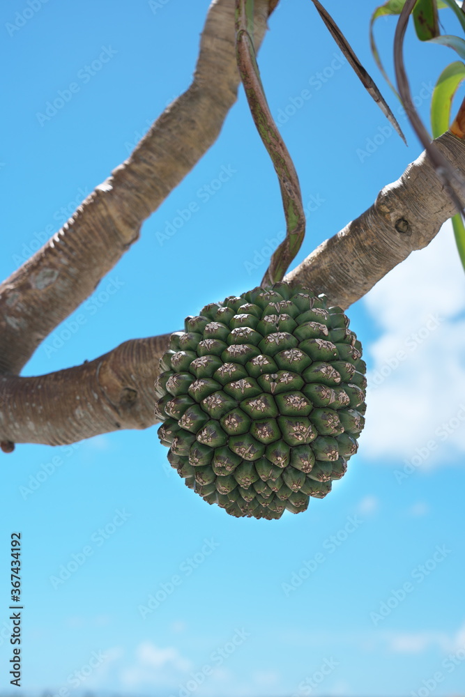 Pine Tree Blues Screws