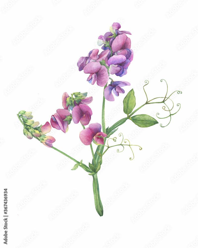 Closeup of a branch of the sweet perennial pea flowers (known as ...