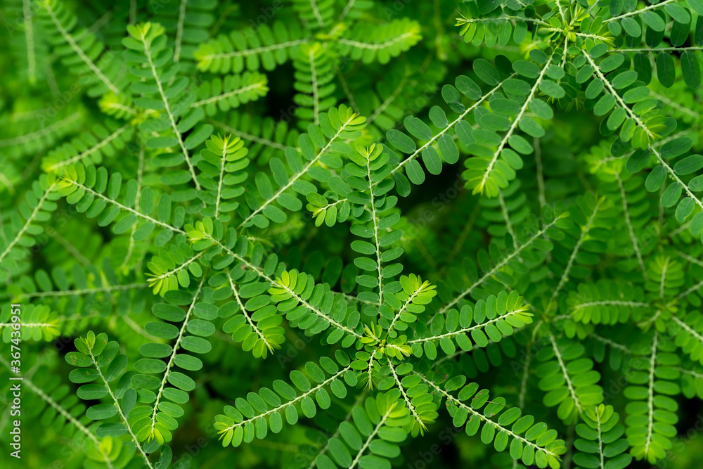 Foto de Phyllanthus niruri herb plant and other name, Seed-under-leaf ...