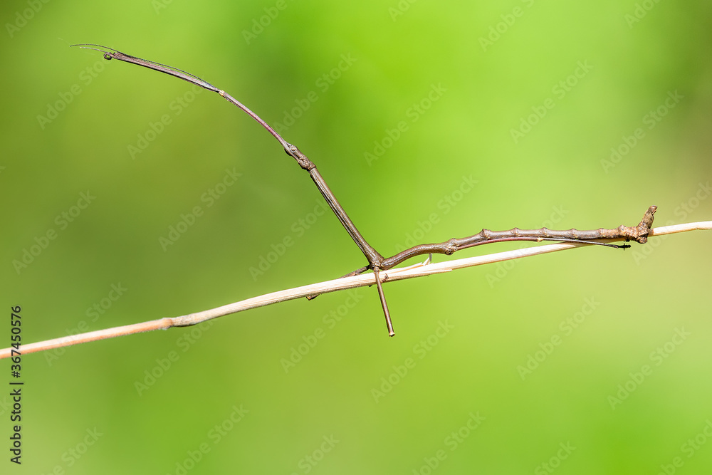 The Phasmatodea sitting on a branch. Phasmida or Phasmatoptera ...