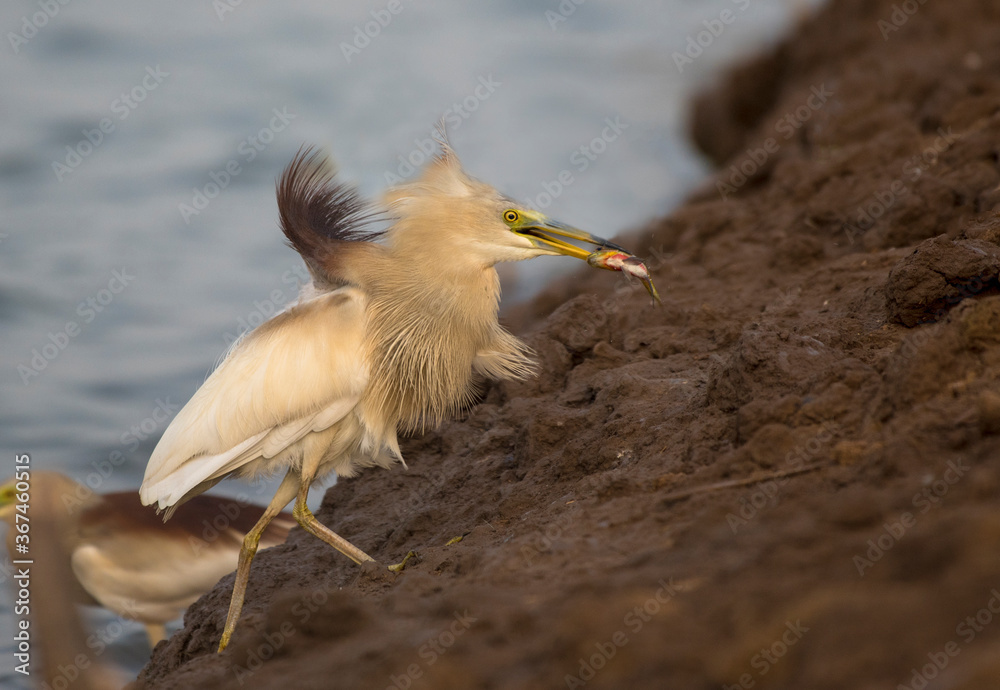 The Indian pond heron or paddy bird is a small heron. It is of Old ...