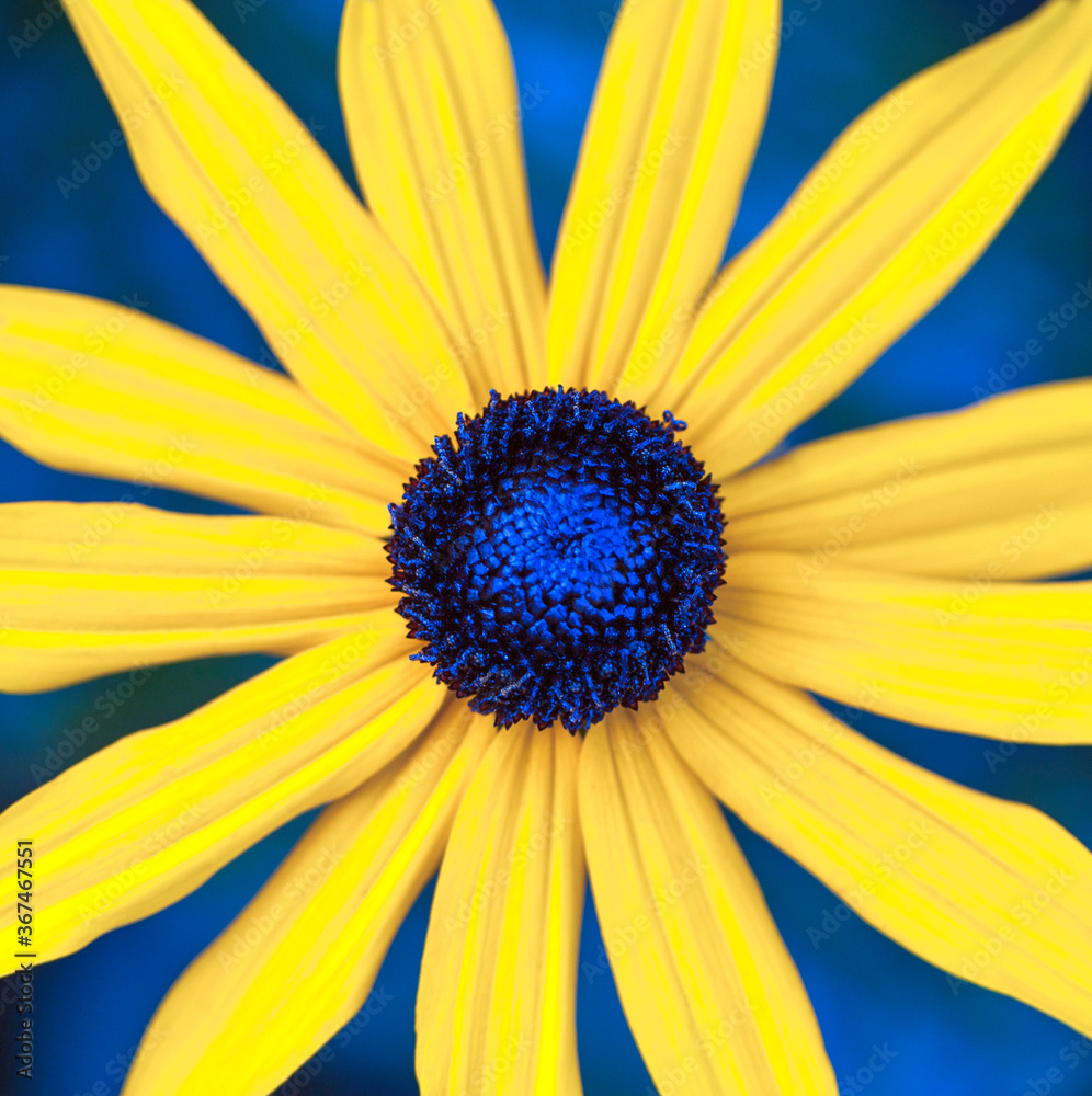 Macro image of a "Spanish Daisy" flower, shot from above, focussed on ...
