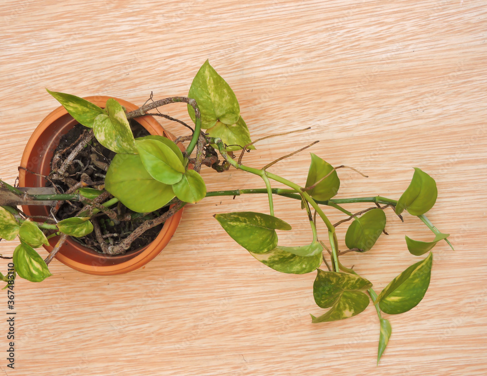 Epipremnum aureum is a species of flowering plant in the family of ...