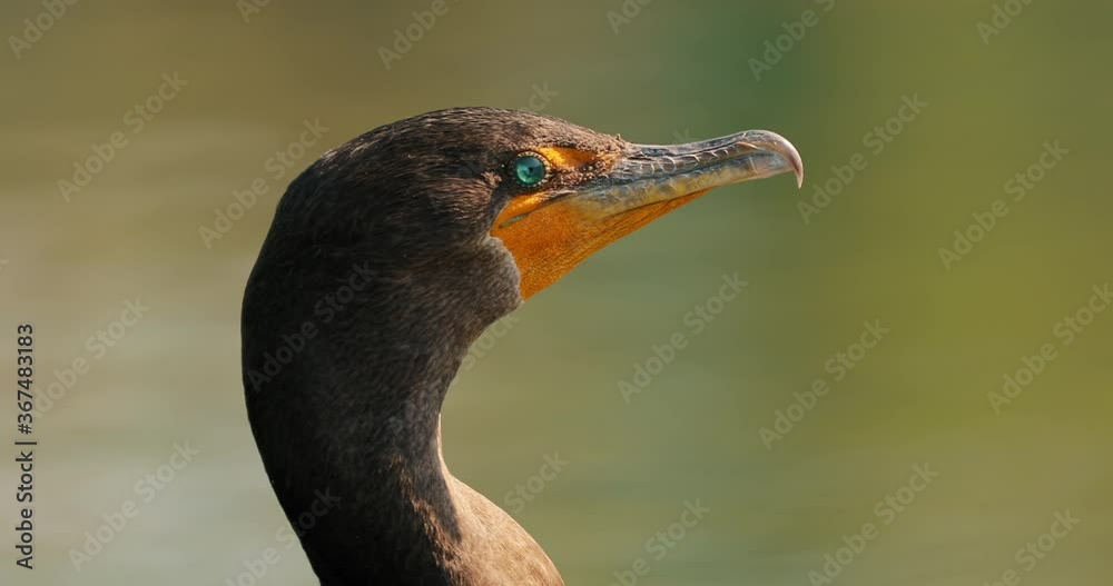 Double-crested cormorant bird close up view. Seabird with colorful head ...
