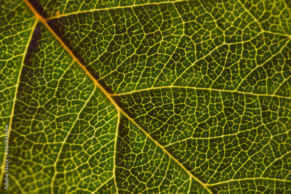 Leaf of a tree close-up. Mosaic pattern of a net of yellow veins and ...