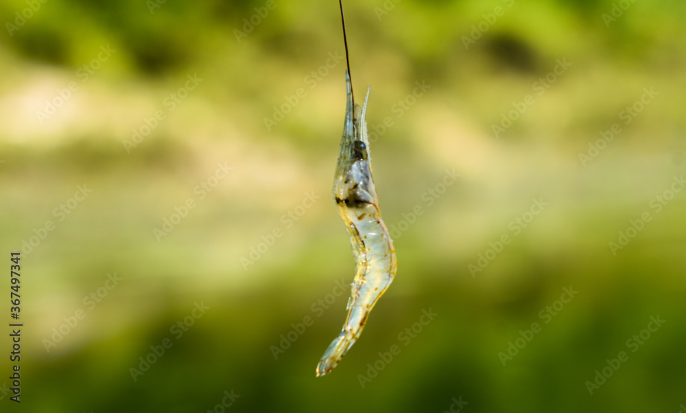 Transparent freshwater shrimp ((Macrobrachium lanchesteri)) caught form ...