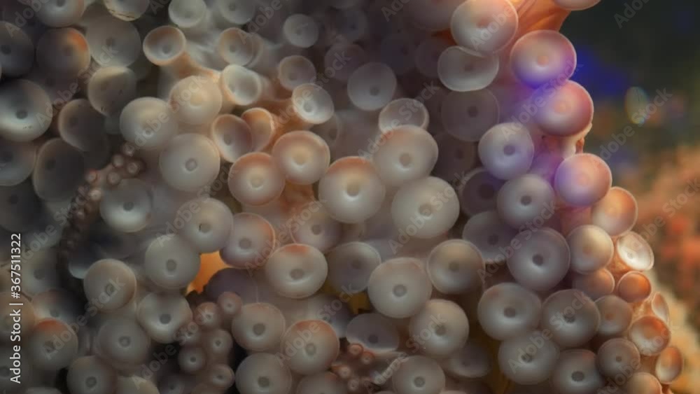 Weird octopus with suckers on arms. Giant squid tentacles macro close ...