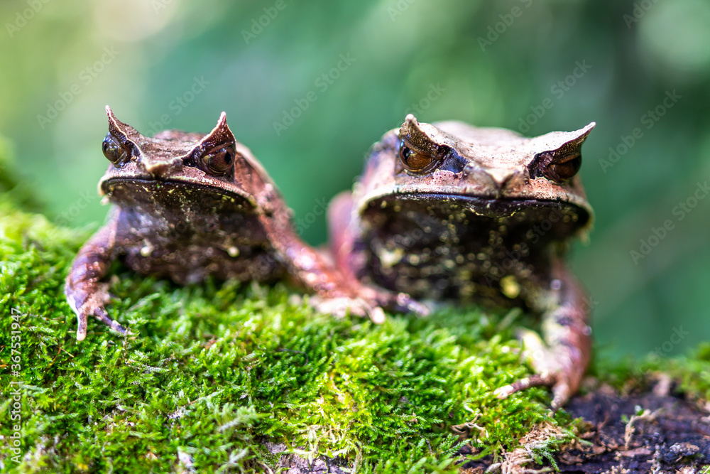 Nature wildlife image of The Bornean Horn Frog (Megophrys Nasuta) Stock ...