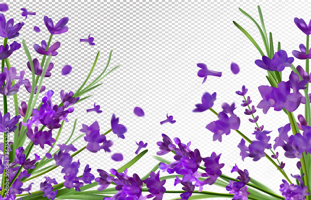 Lavender background. Beautiful violet lavender on transparent ...