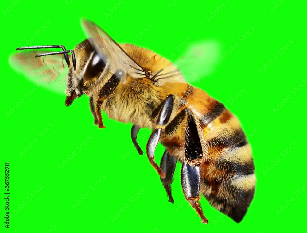Honey bee in flight. Cyclic animation. Green Screen. Stock Video ...