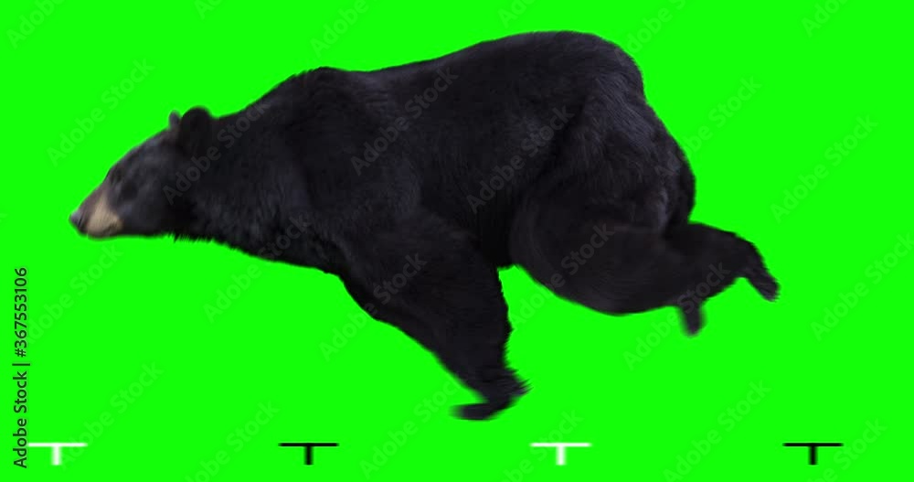 American black bear running on green screen for easy chroma keying. An ...