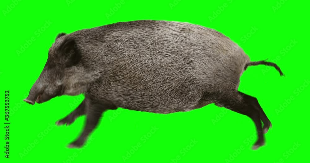 Wild boar gallop runs. Animation is cyclic and isolated. Green Screen ...