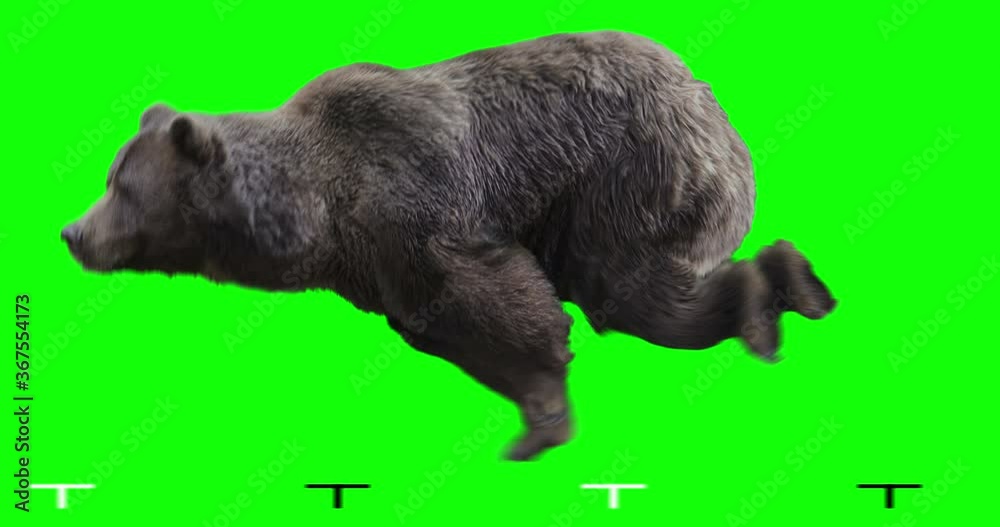 Grizzly running on green screen for easy chroma keying. Isolated brown ...