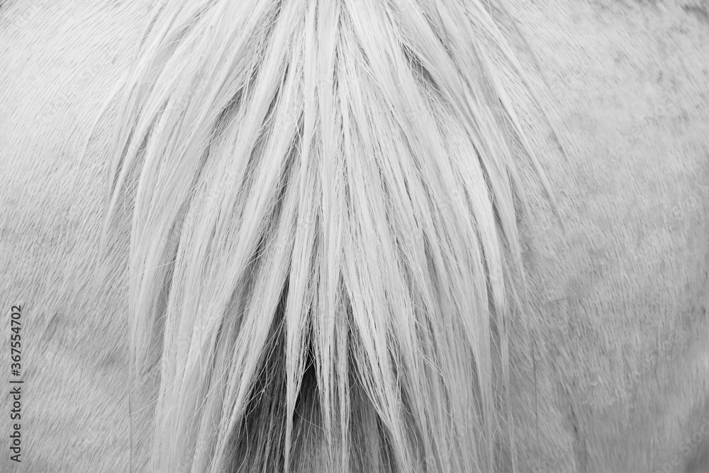 Abstract view of black and white texture of horse tail hair close up ...