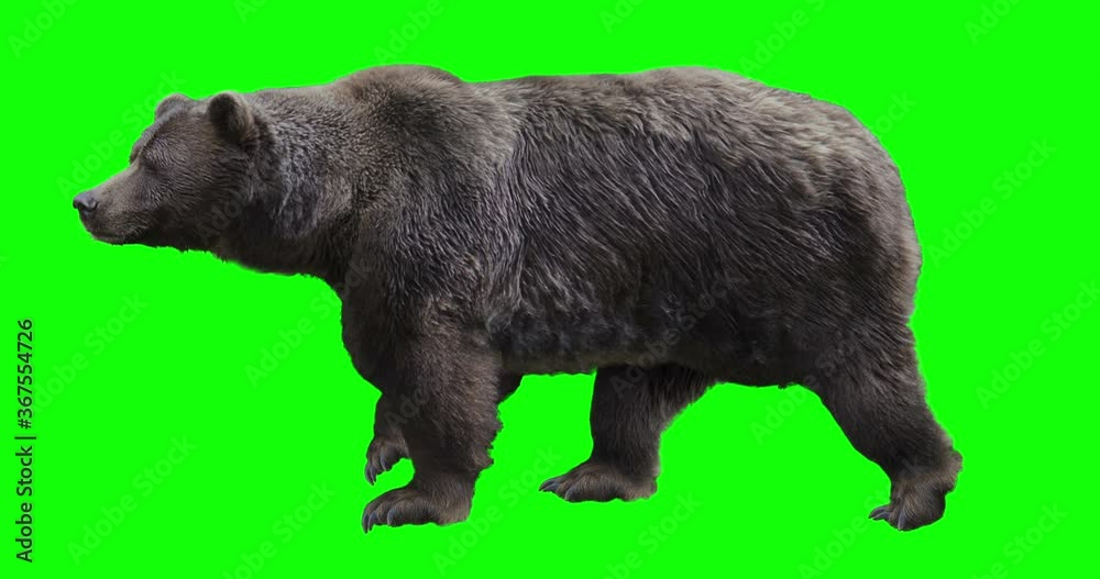Grizzly walking on green screen for easy chroma keying. Isolated brown ...